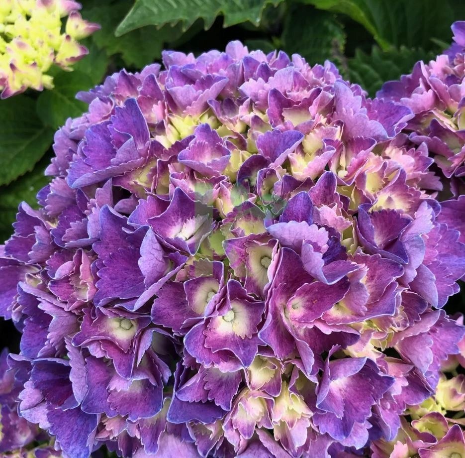 Hortensja ogrodowa Schone Bautznerin doniczka 2L